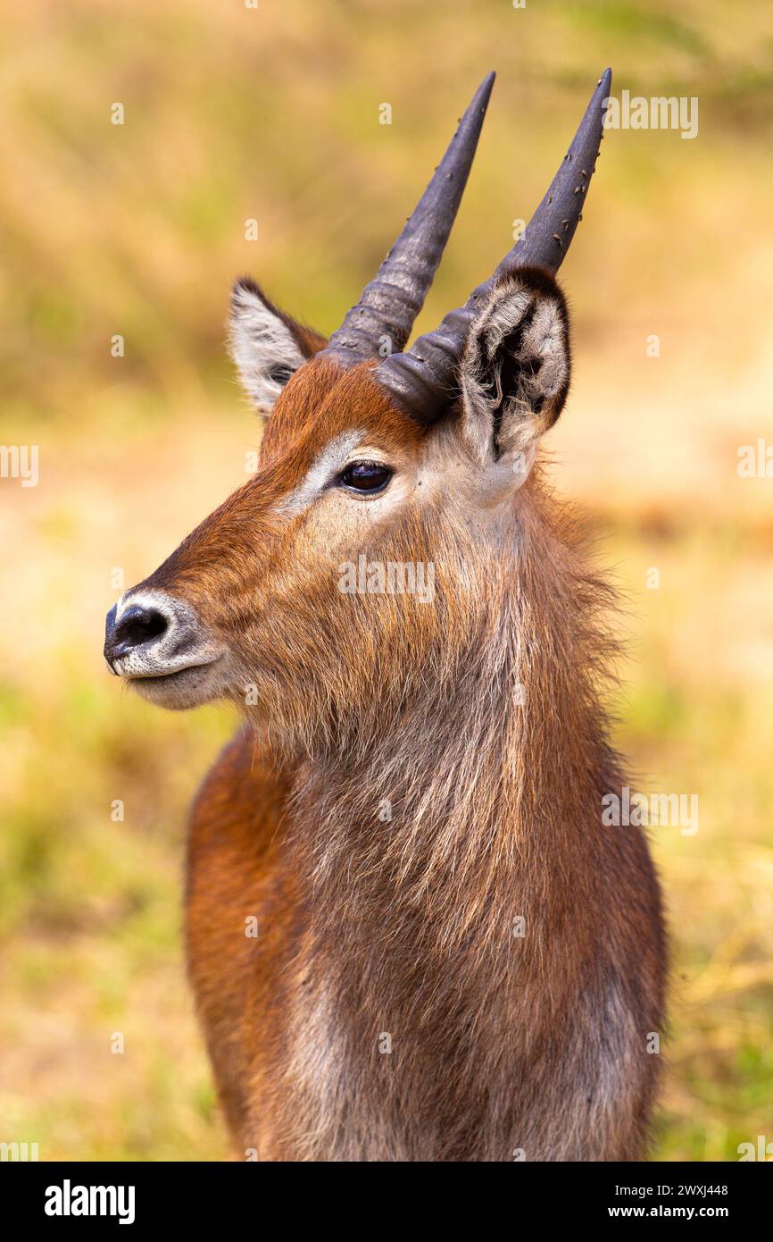 Graceful antelope species hi-res stock photography and images - Alamy