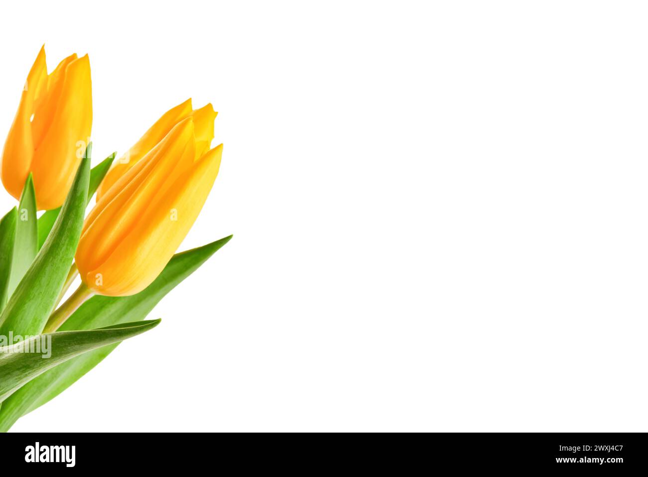 Yellow tulips bouquets isolated on white background with clipping path ...