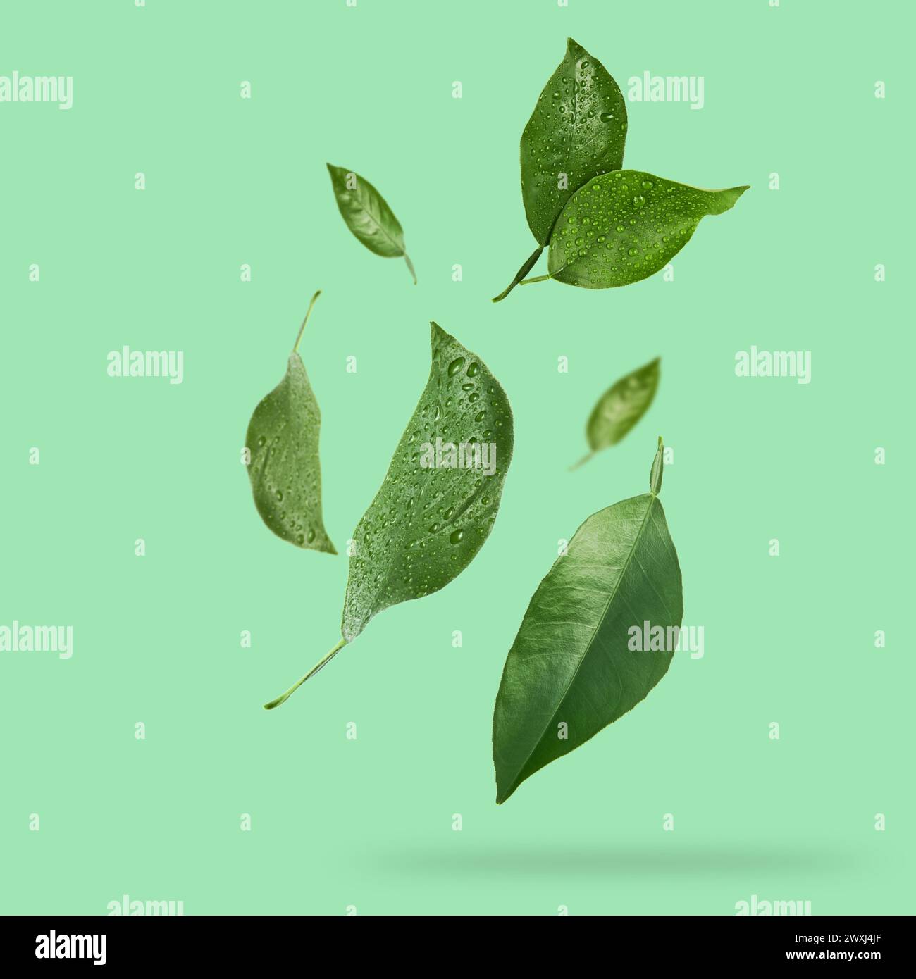 Set of flying green lemon leaves isolated on white background with ...