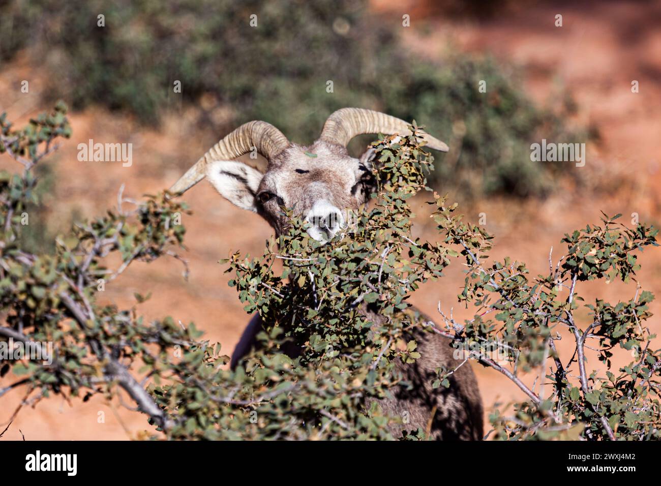 A young bighorn sheep eating leaves from a desert bush in the afternoon ...