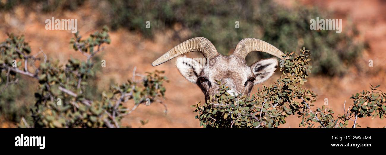 A young bighorn sheep peeking over leaves it is eating from a bush in ...