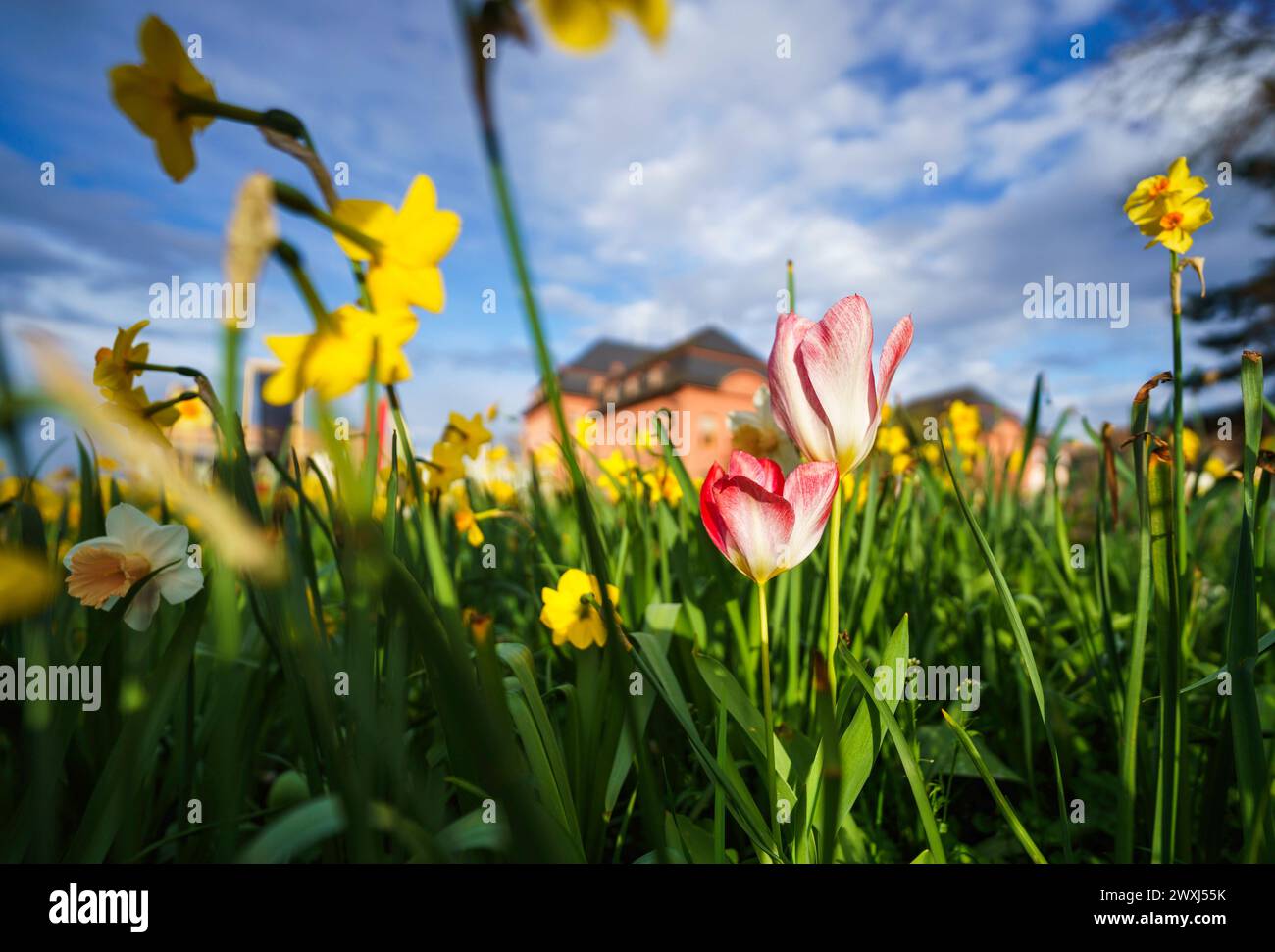 2024 spring hi-res stock photography and images - Alamy