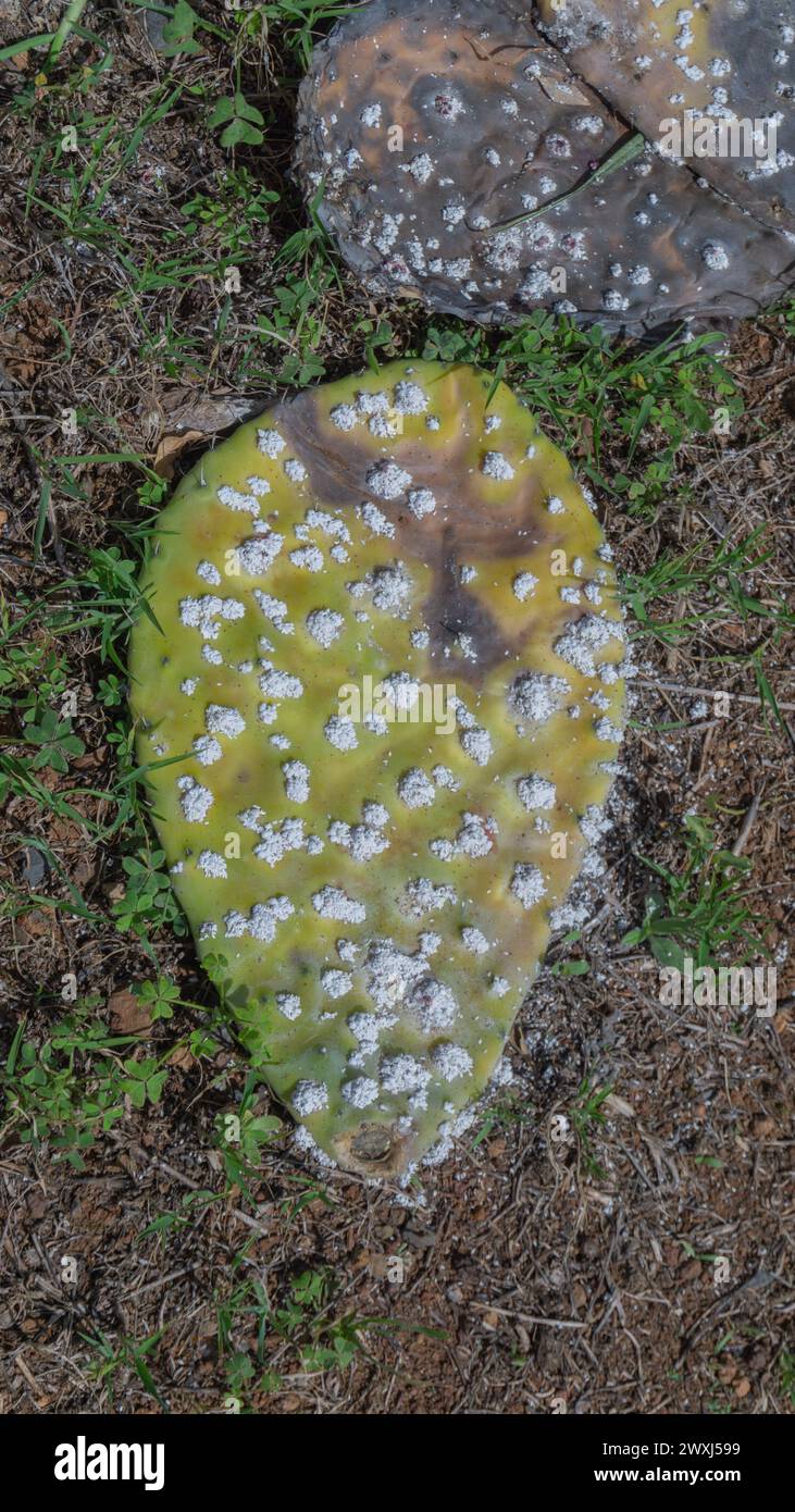 Nopal withering in arid soil, showcasing nature’s resilience and the ...