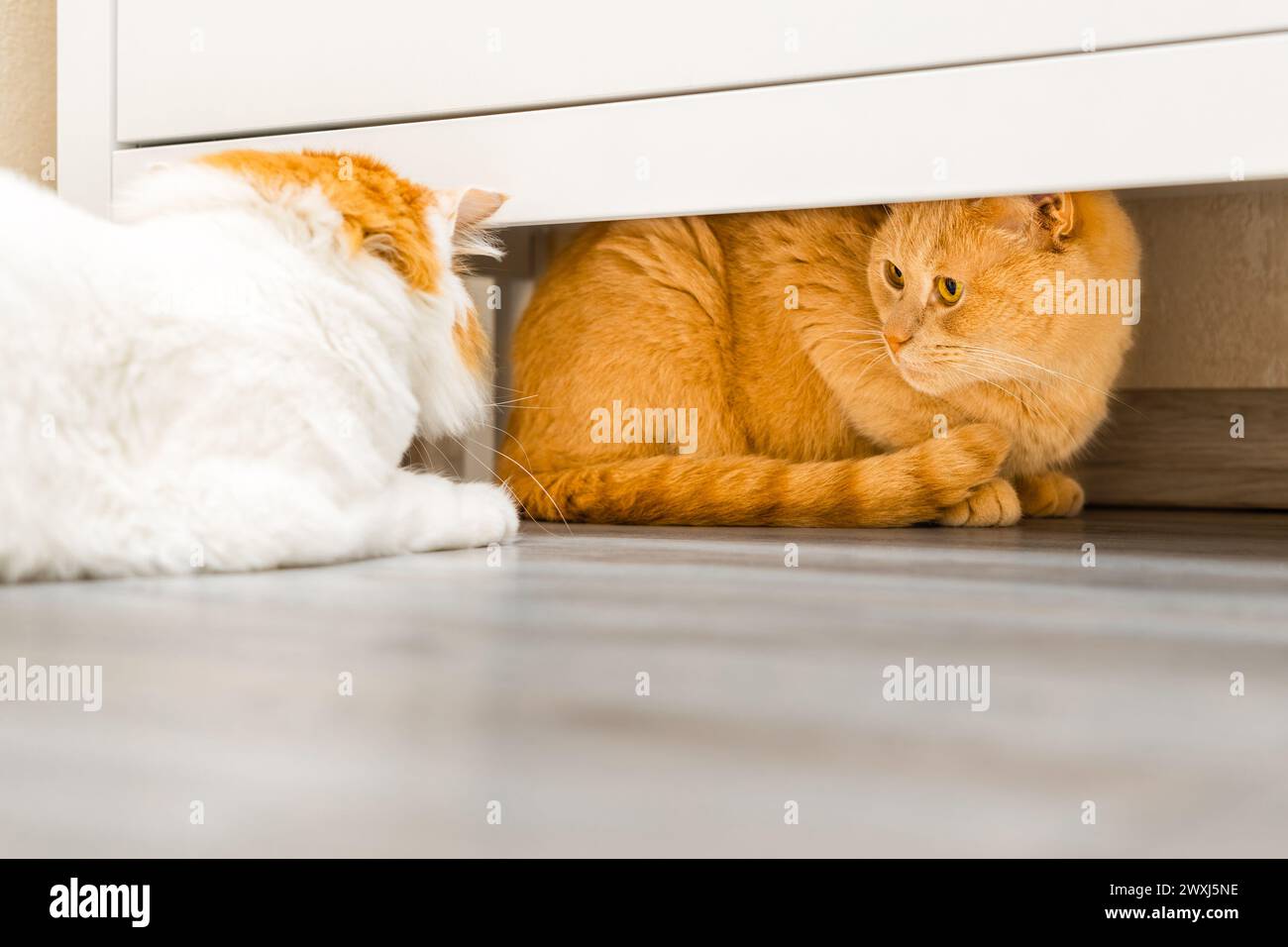 ginger cat hiding under a closet from another cat. conflict between ...