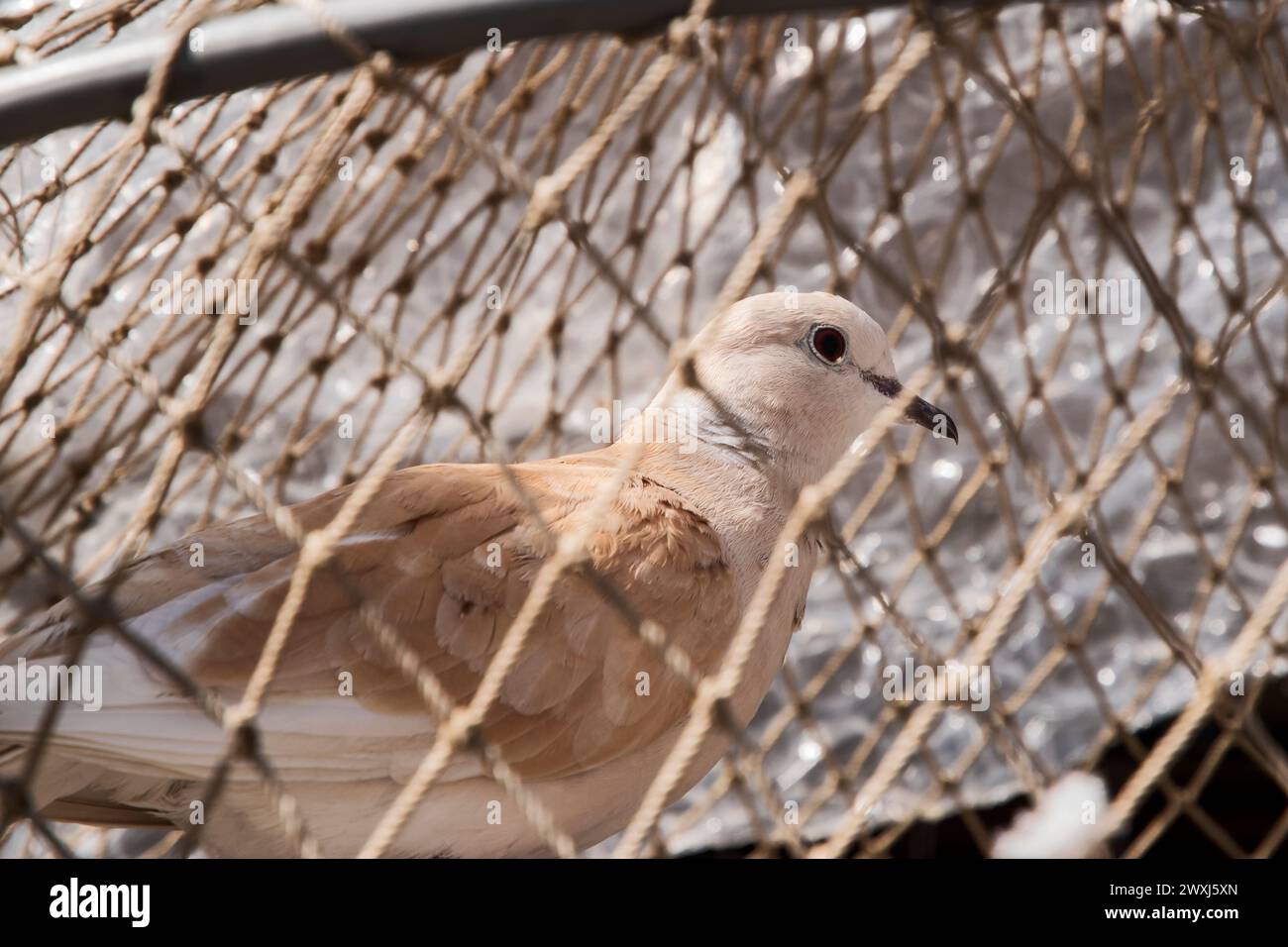 Caged dove hi-res stock photography and images - Alamy