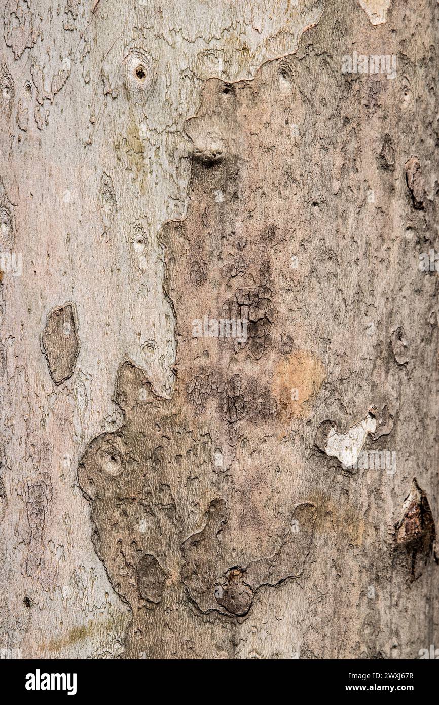 Platanus tree bark surface closeup as natural background Stock Photo - Alamy
