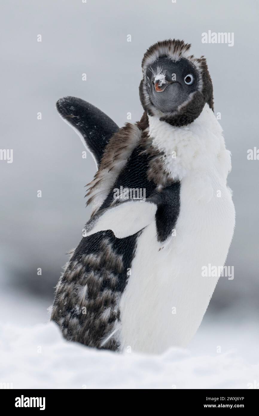 Antarctica, Ross Sea, Possession Islands, Foyn Island. Molting Adelie ...