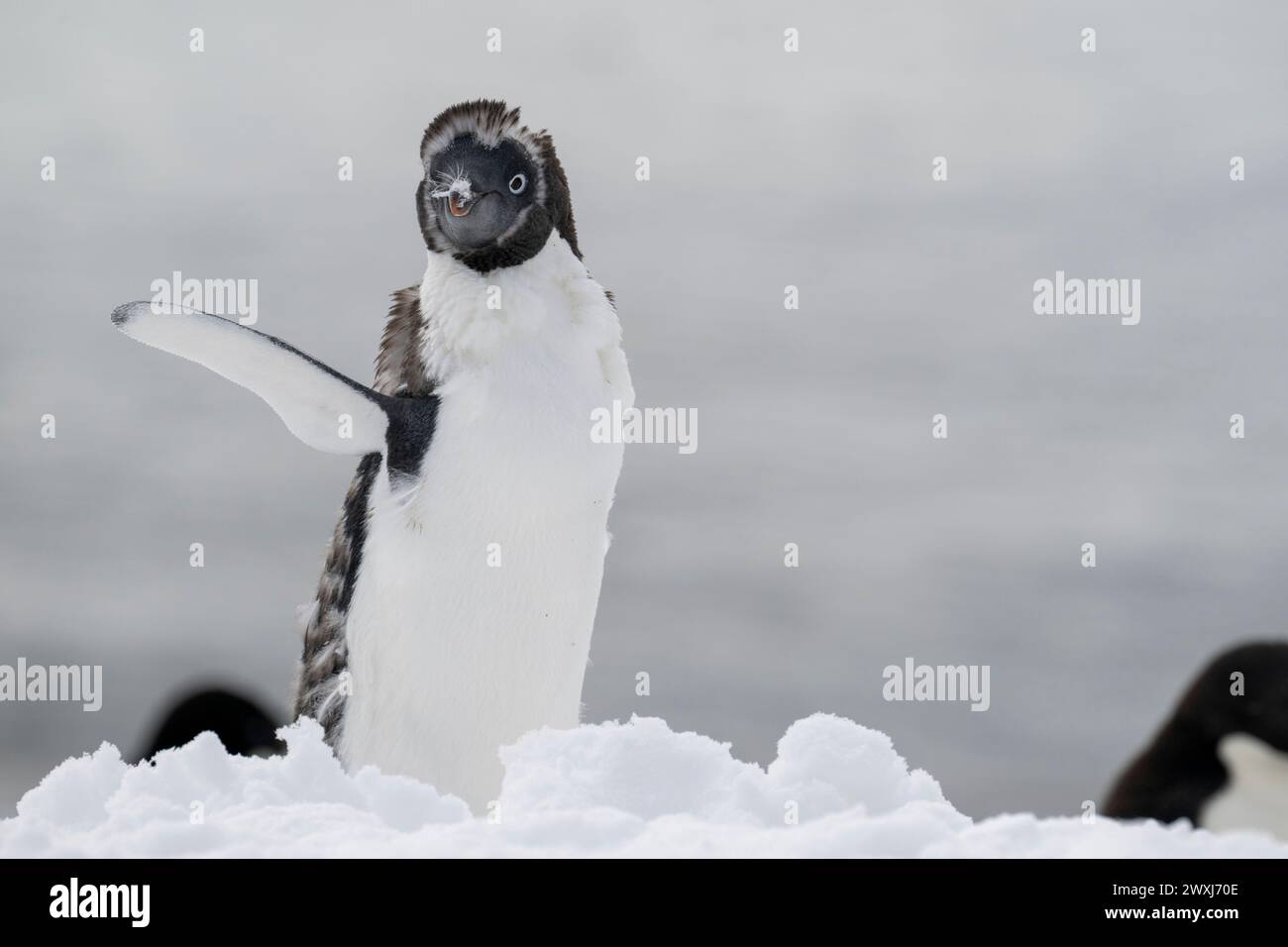 Antarctica, Ross Sea, Possession Islands, Foyn Island. Molting Adelie ...