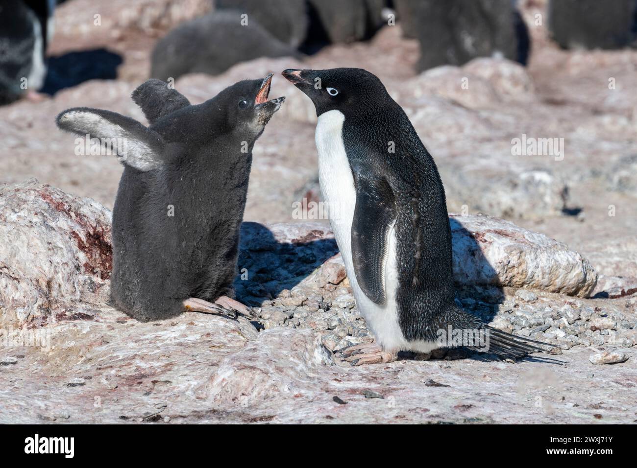 Antarctica, Ross Sea, Ross Island, Cape Royds. Adelie penguins ...