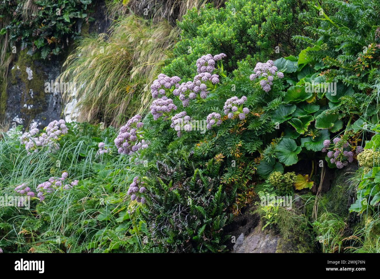New Zealand, Subantarctic Islands, Auckland Island, Musgrave Inlet ...