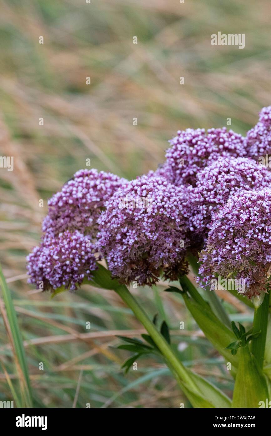 New Zealand, Subantarctic Islands, Auckland Islands, Enderby Island ...