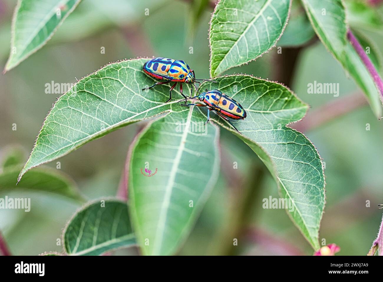 Rainbow Shield Bug Stock Photo - Alamy
