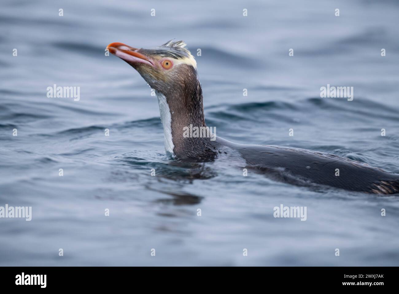 New Zealand, Subantarctic Islands, Auckland Islands, Enderby Island ...
