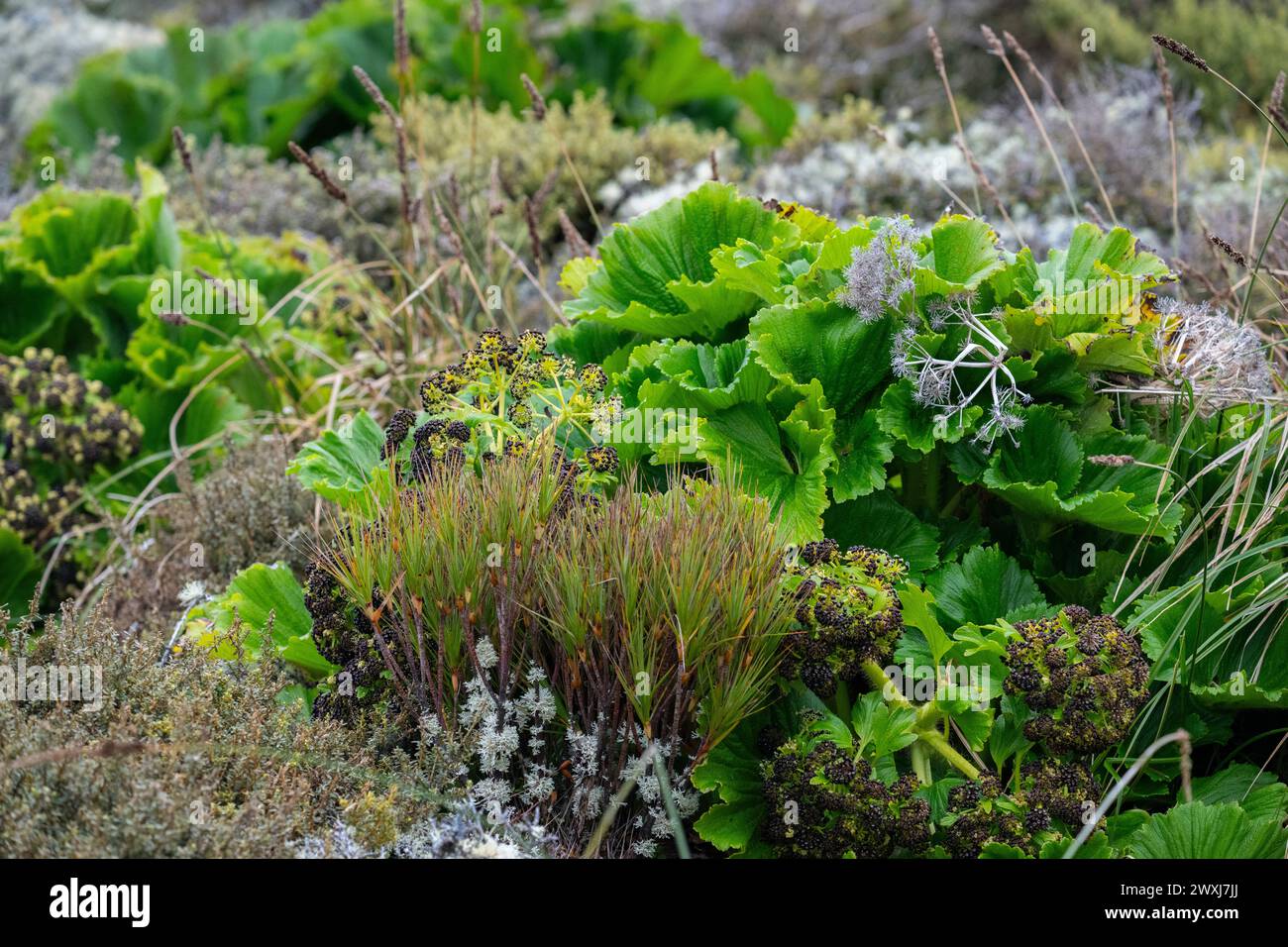 New Zealand, Subantarctic Islands, Auckland Islands, Enderby Island ...