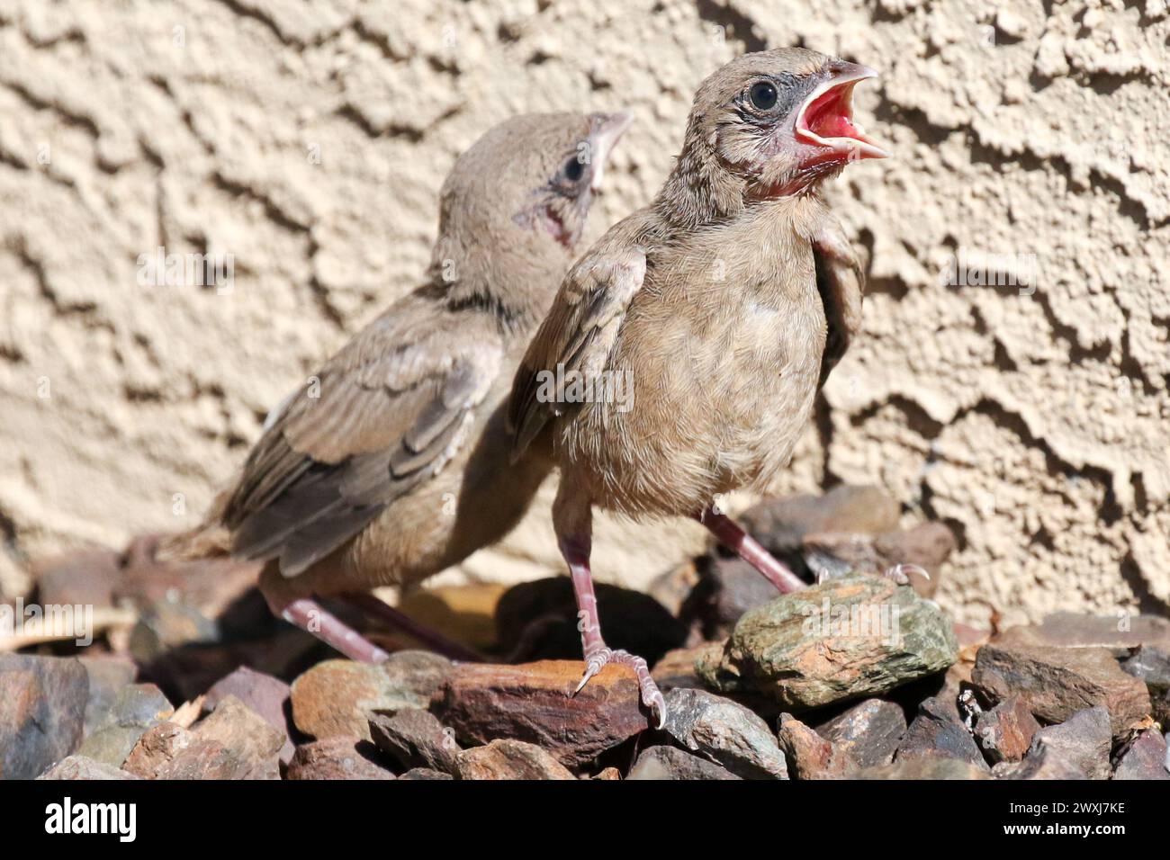 Abert's Towhee fledglings with are tended to by their parents after ...