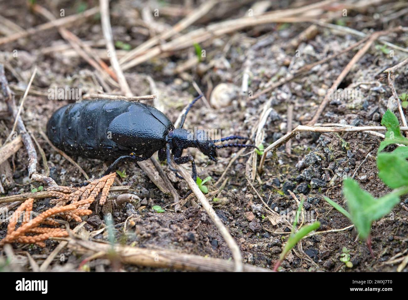 Schwarzblauer Ölkäfer Meloe proscarabaeus . Schwarzblauer Ölkäfer Meloe ...