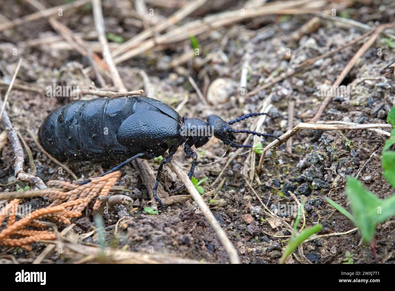 Schwarzblauer Ölkäfer Meloe proscarabaeus . Schwarzblauer Ölkäfer Meloe ...