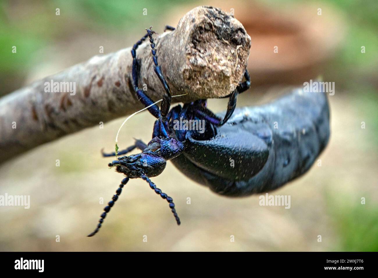 Schwarzblauer Ölkäfer Meloe proscarabaeus . Schwarzblauer Ölkäfer Meloe ...