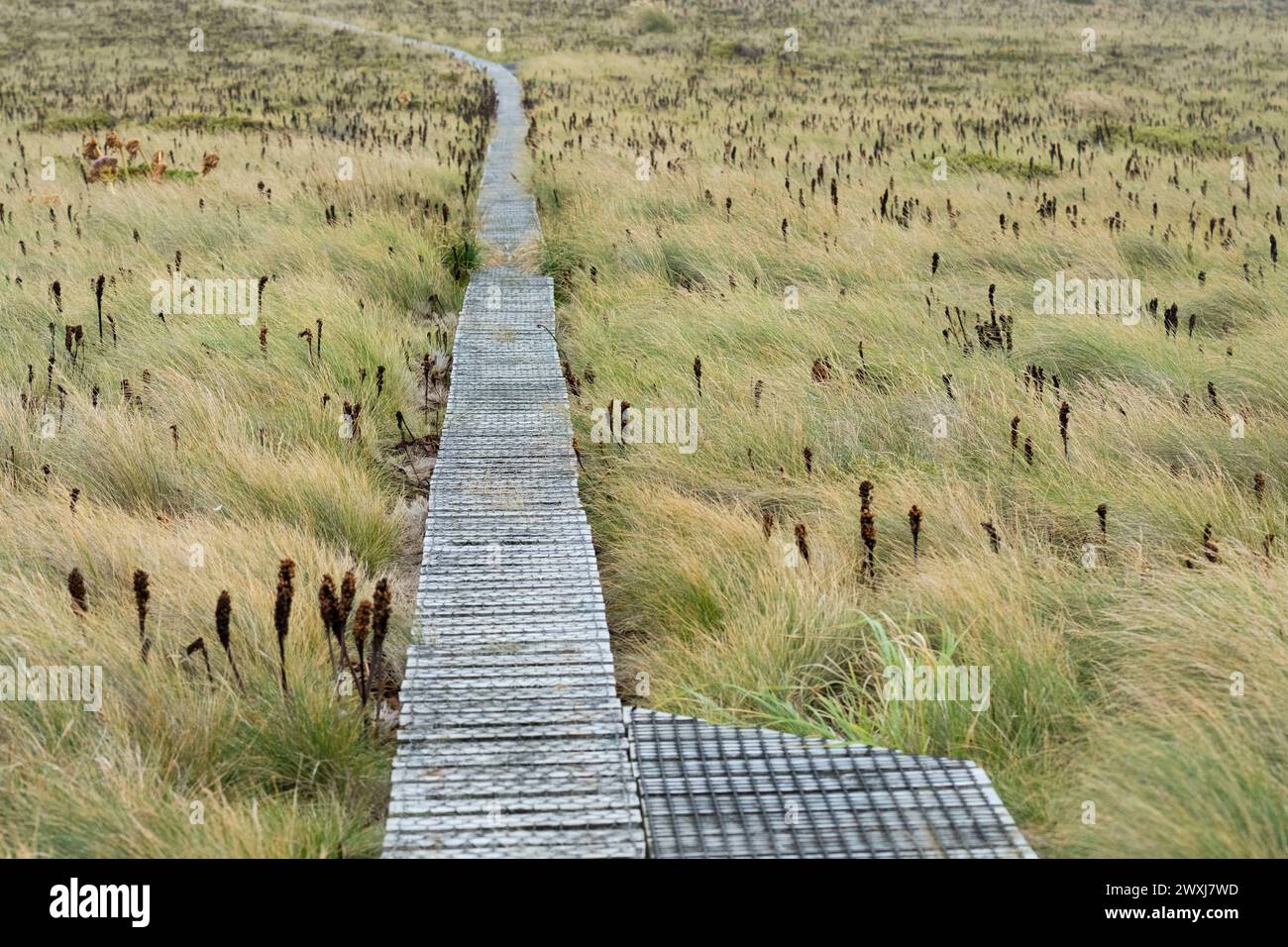 New Zealand, Subantarctic Islands, Auckland Islands, Enderby Island ...