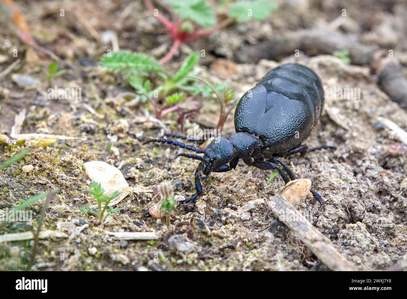 Schwarzblauer Ölkäfer Meloe proscarabaeus . Schwarzblauer Ölkäfer Meloe ...