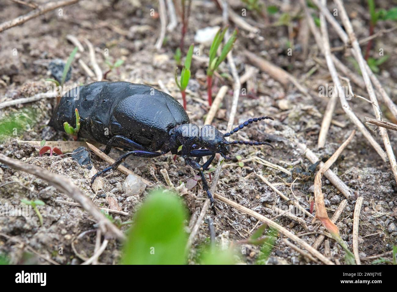 Schwarzblauer Ölkäfer Meloe proscarabaeus . Schwarzblauer Ölkäfer Meloe ...