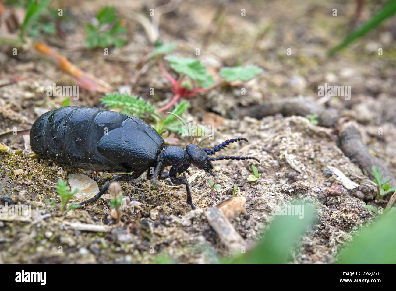 Schwarzblauer Ölkäfer Meloe proscarabaeus . Schwarzblauer Ölkäfer Meloe ...
