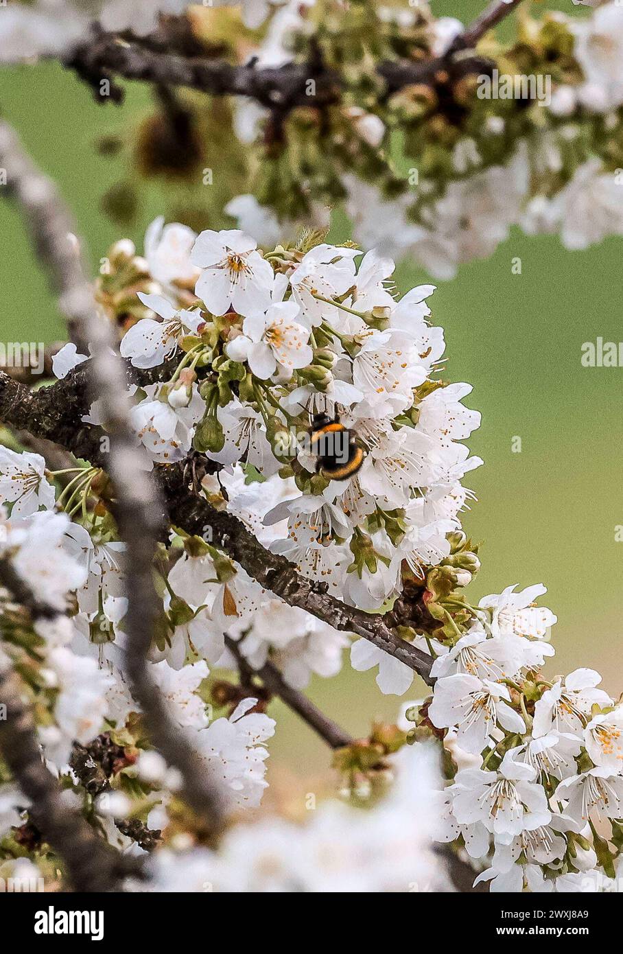 31.03.2024, Handenberg, AUT, Unterwegs in Oberösterreich, Symbolbild ...