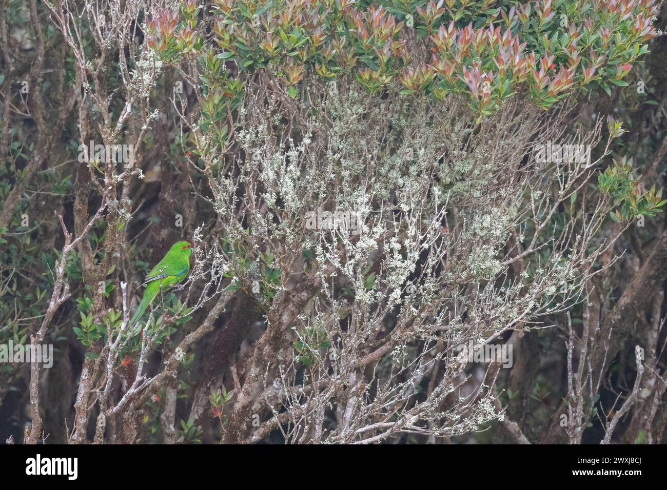 Rata forest hi-res stock photography and images - Alamy