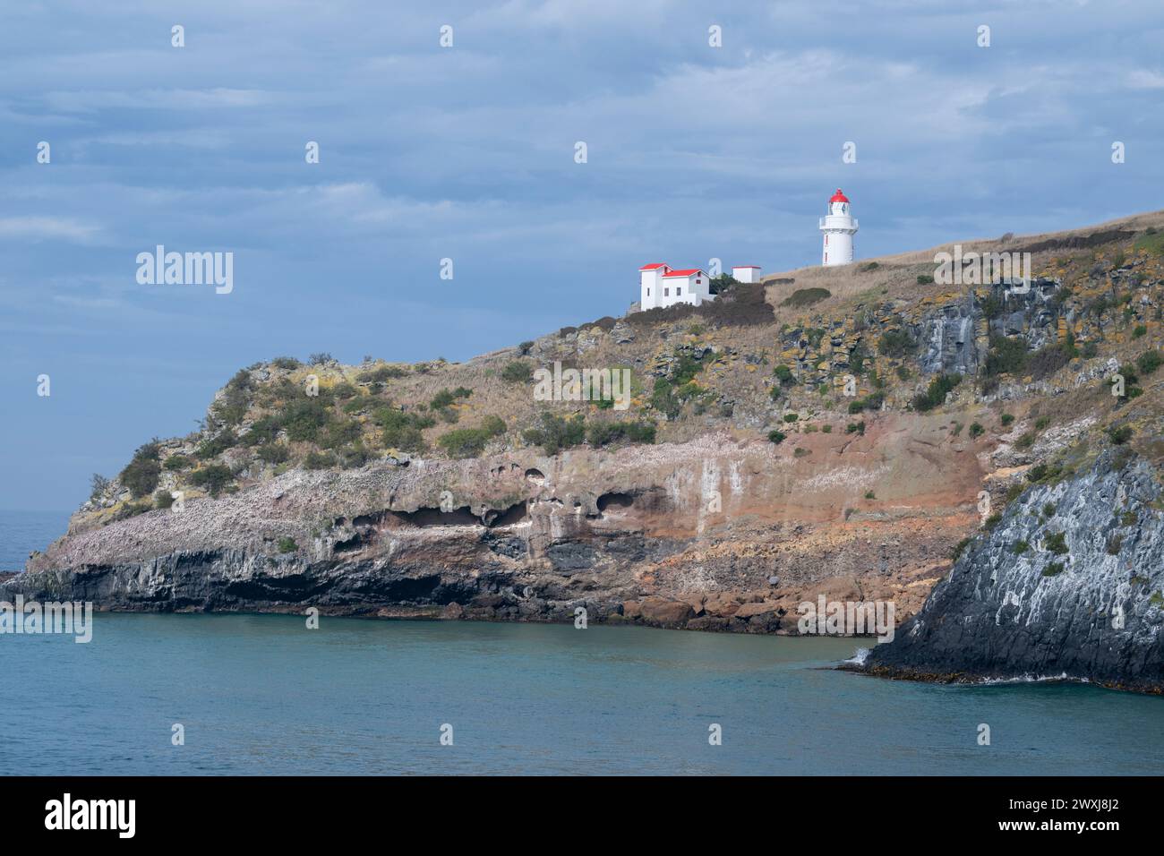 New Zealand, South Island, Dunedin, Otago Peninsula. Taiaroa Head, home ...