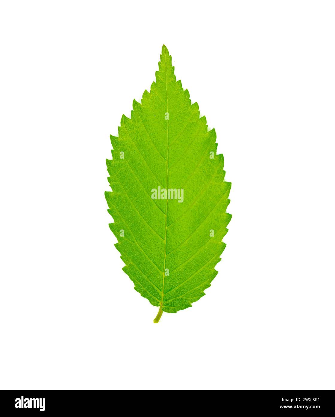 American elm aka water or white elm - Ulmus americana - green perfect ...