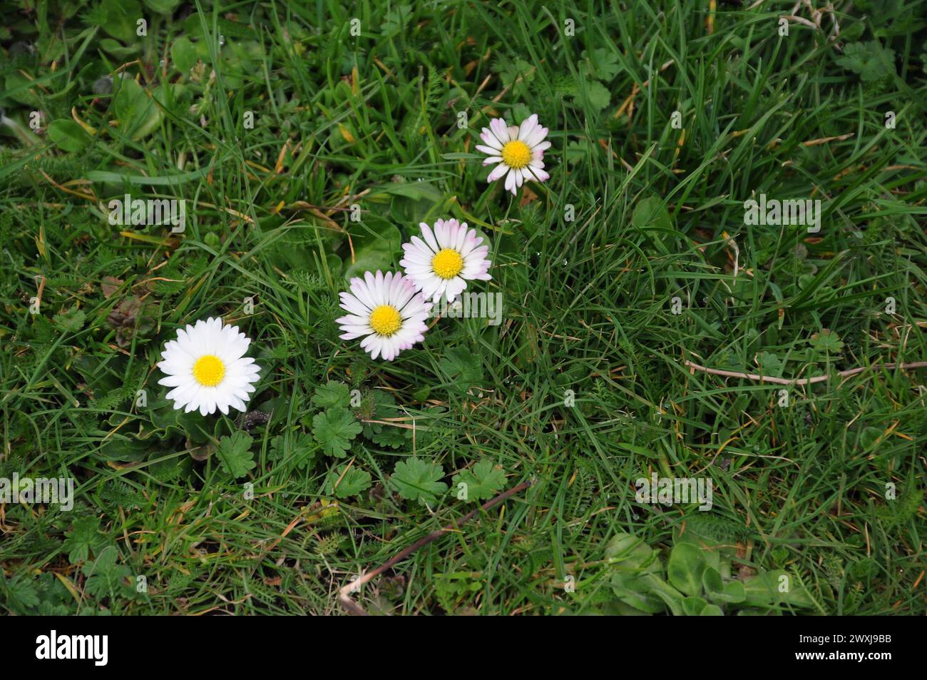 Kastrup/Copenhgen/ Denmark /31 March 2024/Daisy flowers in nature in ...