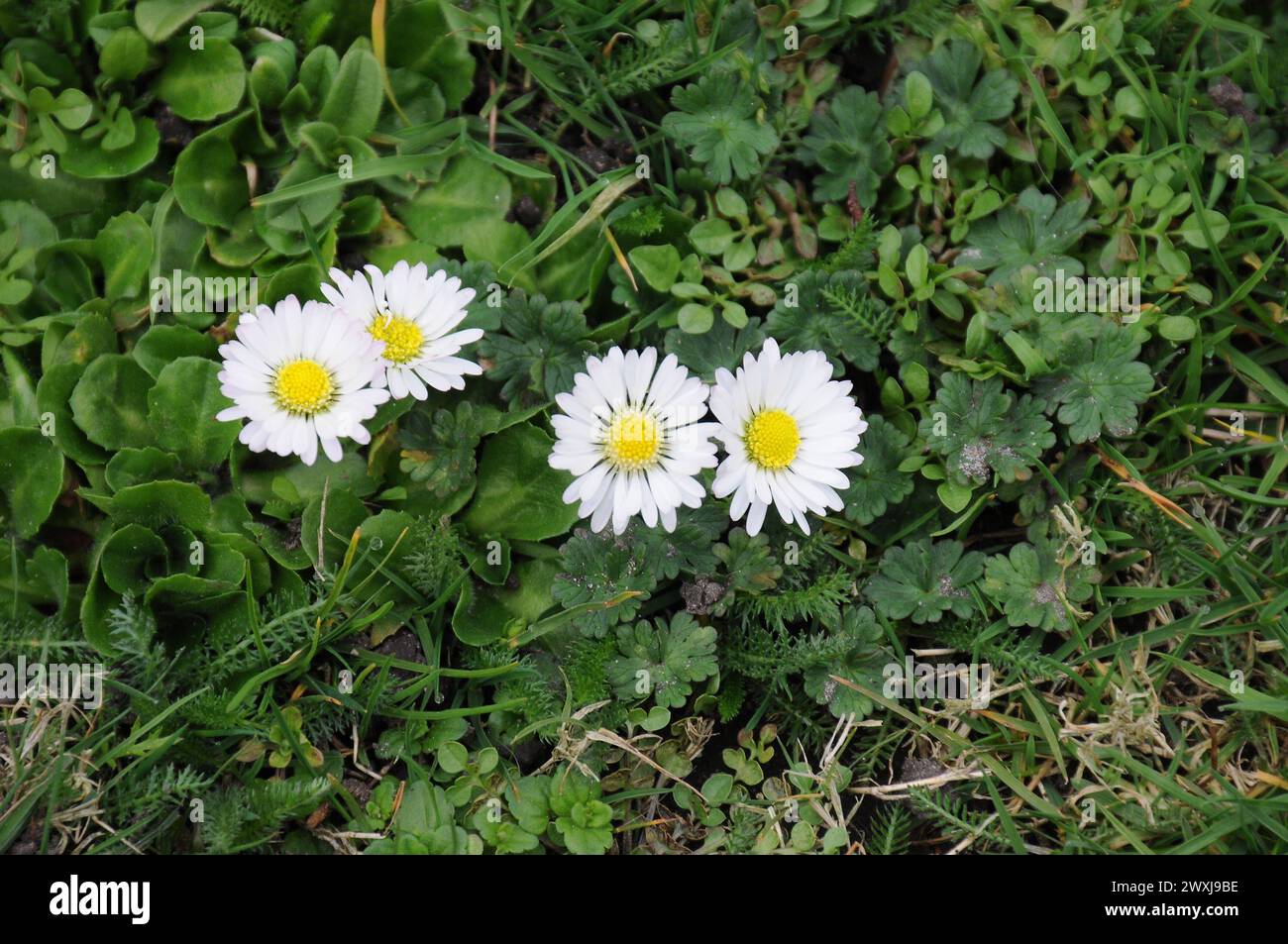 Kastrup/Copenhgen/ Denmark /31 March 2024/Daisy flowers in nature in ...