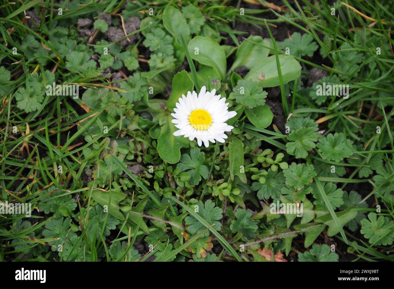Kastrup/Copenhgen/ Denmark /31 March 2024/Daisy flowers in nature in ...