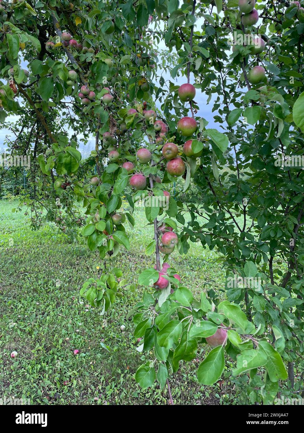An orchard full of ripe apples hanging from trees Stock Photo - Alamy