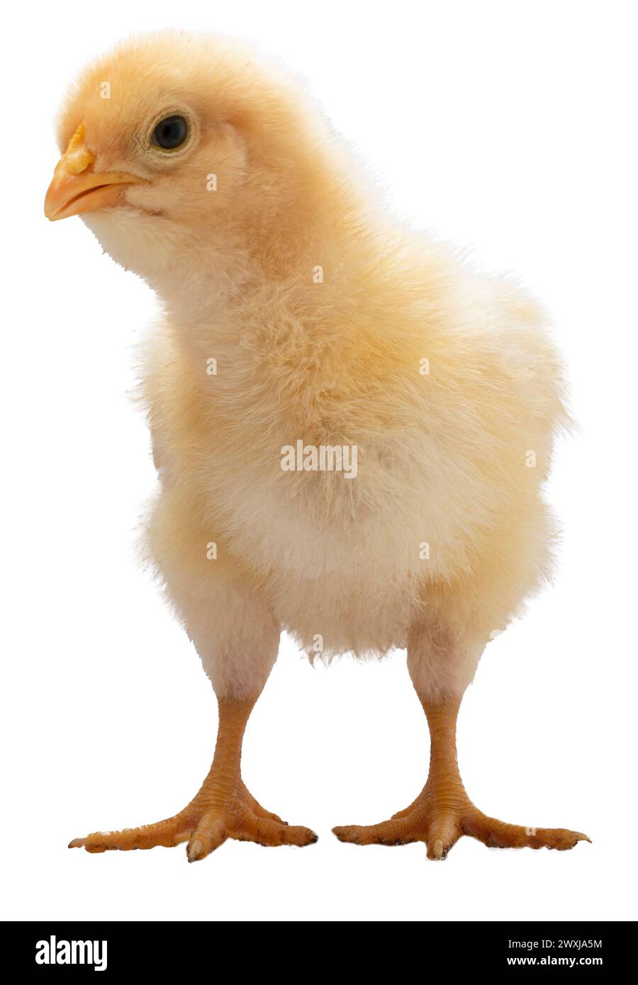 Bright yellow buff Orpington chicken chick studying something closely ...