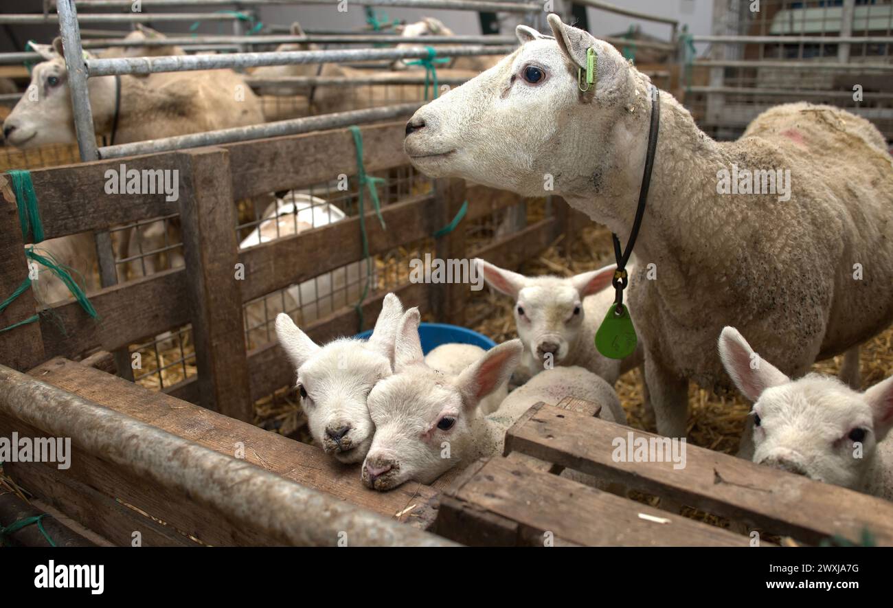 Newborn lamb in a barn together with other sheep Stock Photo - Alamy