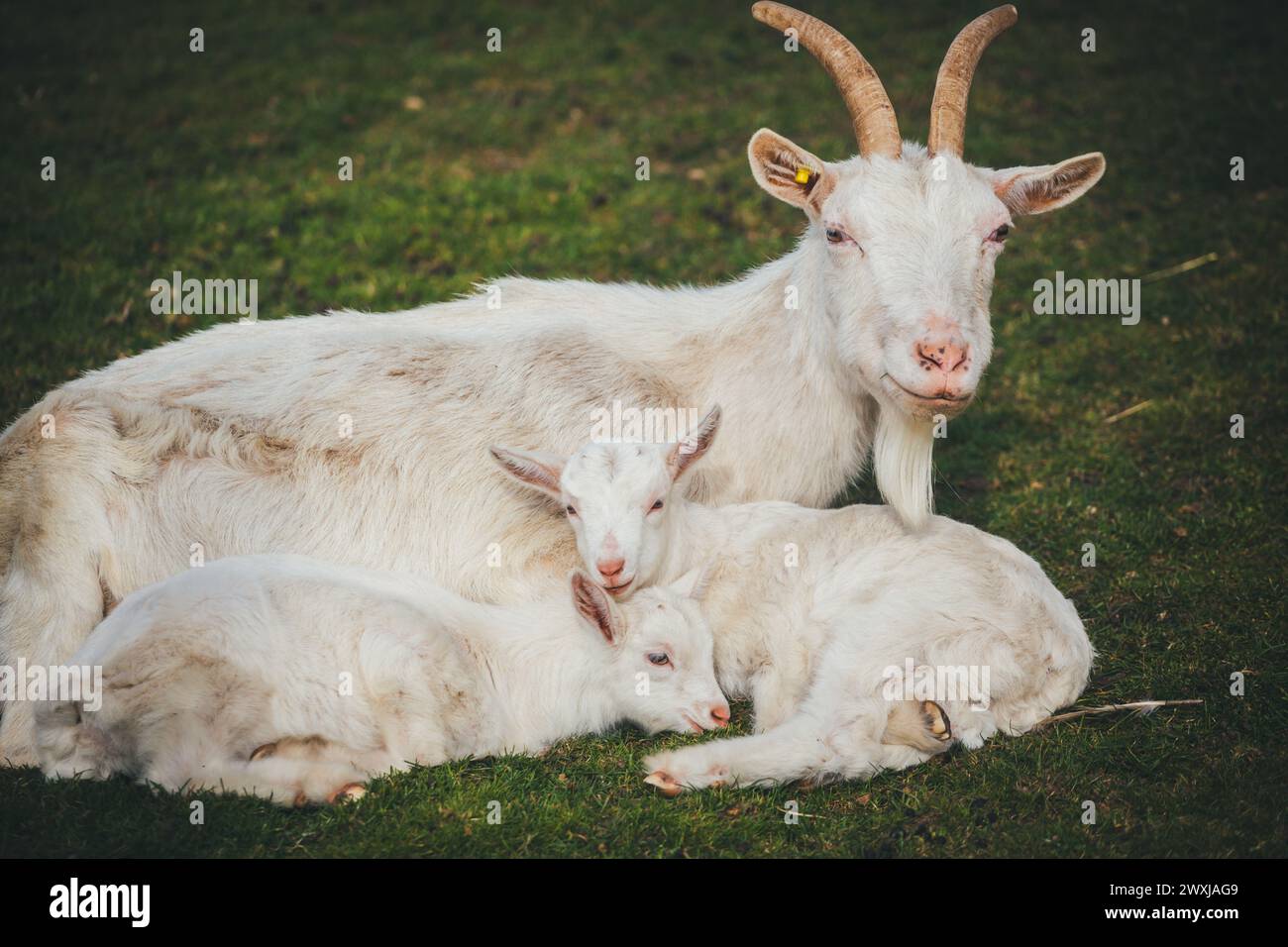 Kid goats and their mother Stock Photo - Alamy
