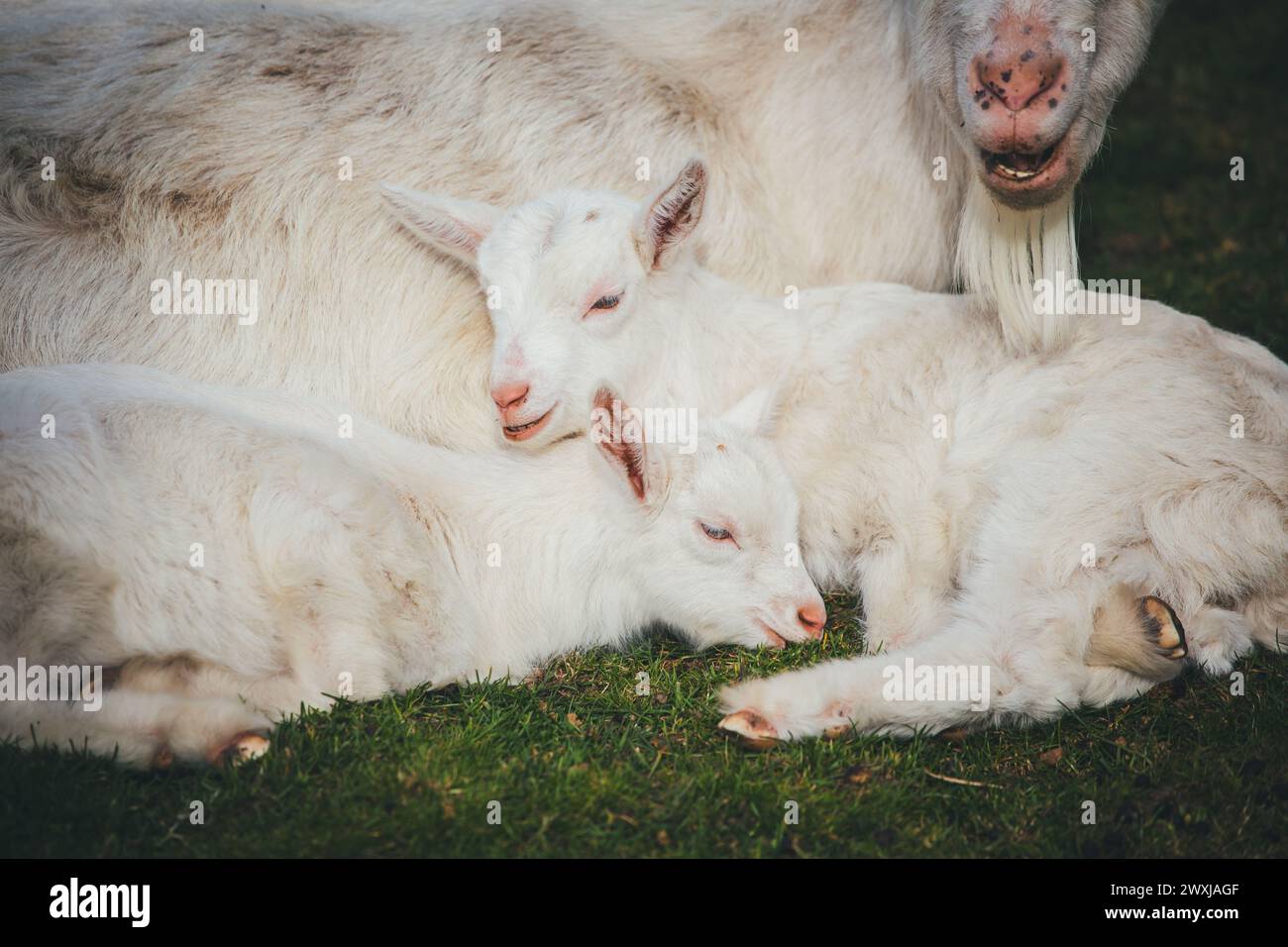 Domestic goat with kid hi-res stock photography and images - Alamy