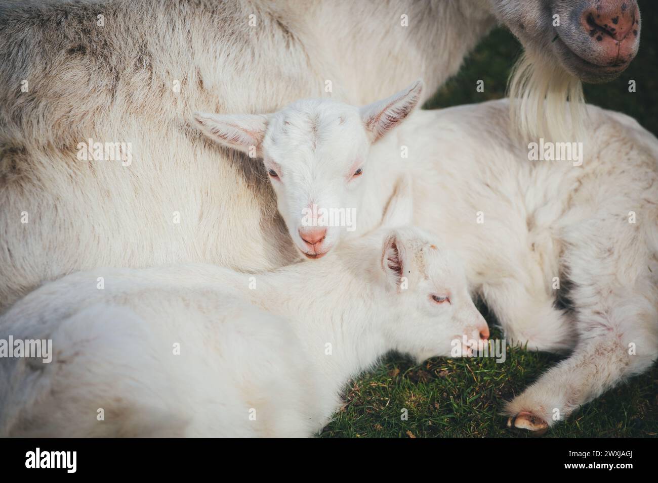 Two kid goats Stock Photo - Alamy