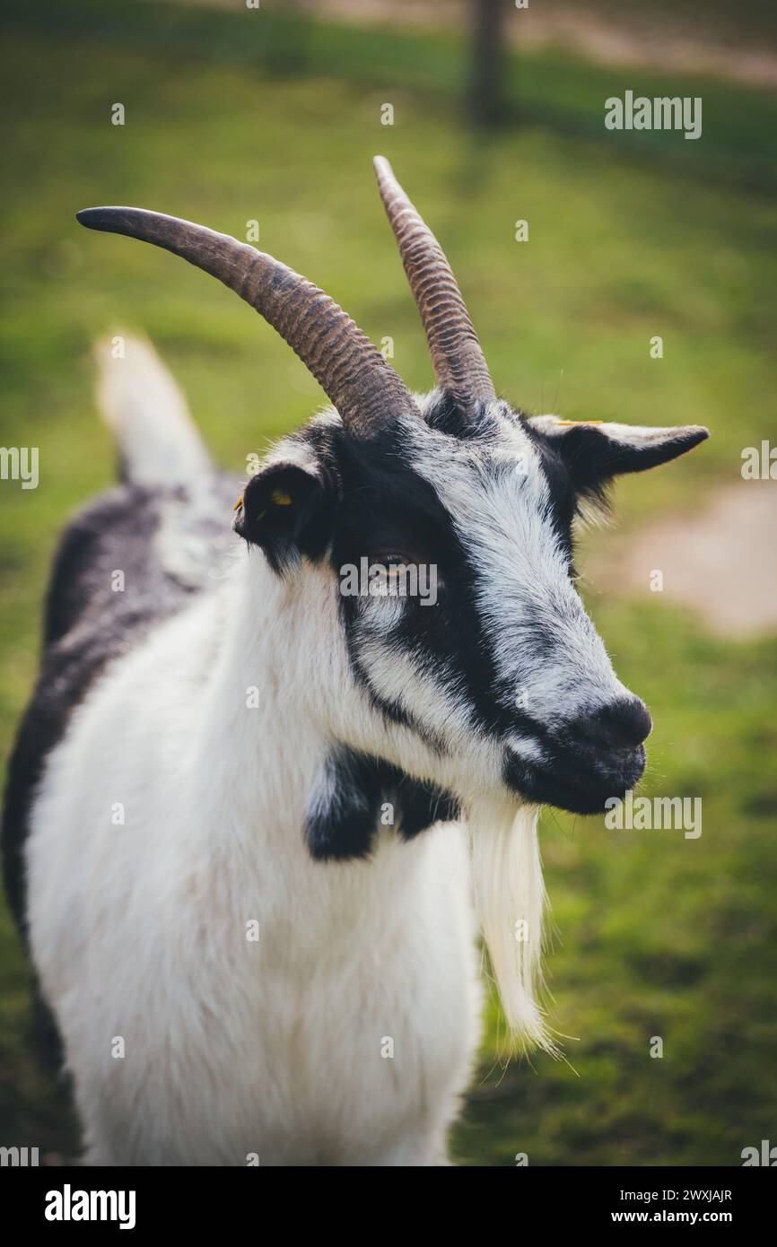 Pfauenziege (Peacock goat Stock Photo - Alamy