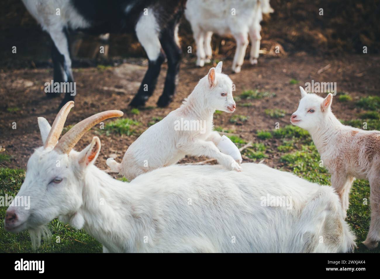 Domestic goat with kid hi-res stock photography and images - Alamy