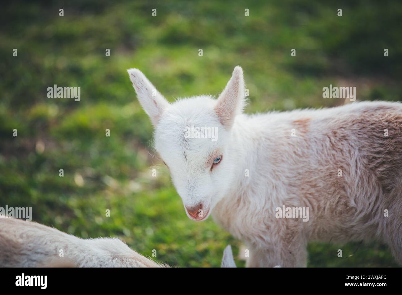 White goat kid Stock Photo - Alamy
