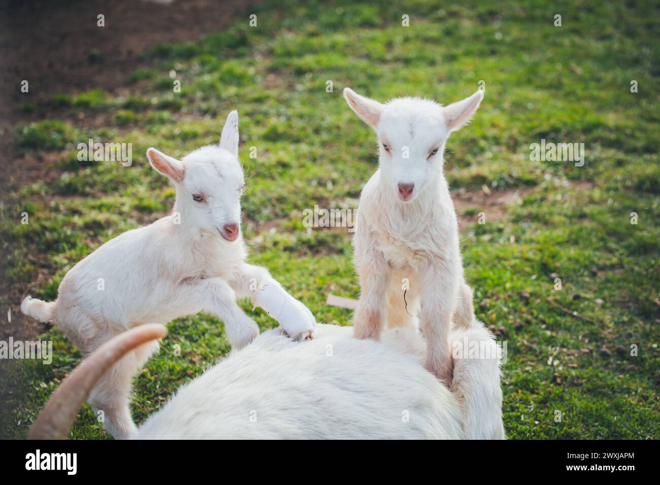 Animal for kids hi-res stock photography and images - Alamy