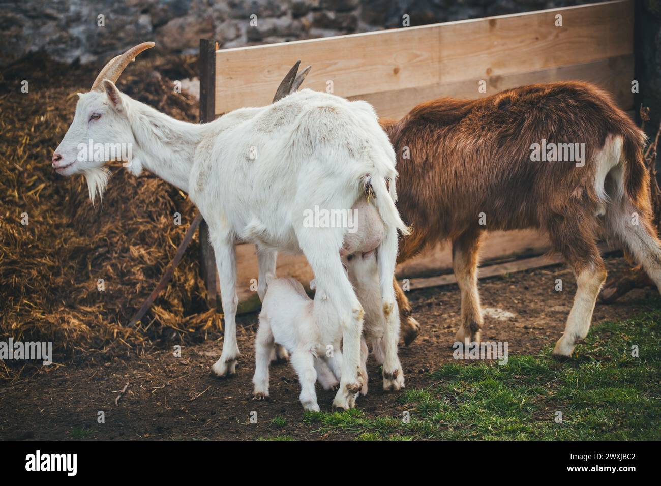 Kid goats and their mother Stock Photo - Alamy