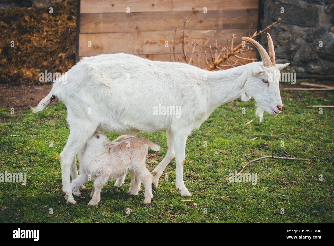 Kid goats and their mother Stock Photo - Alamy