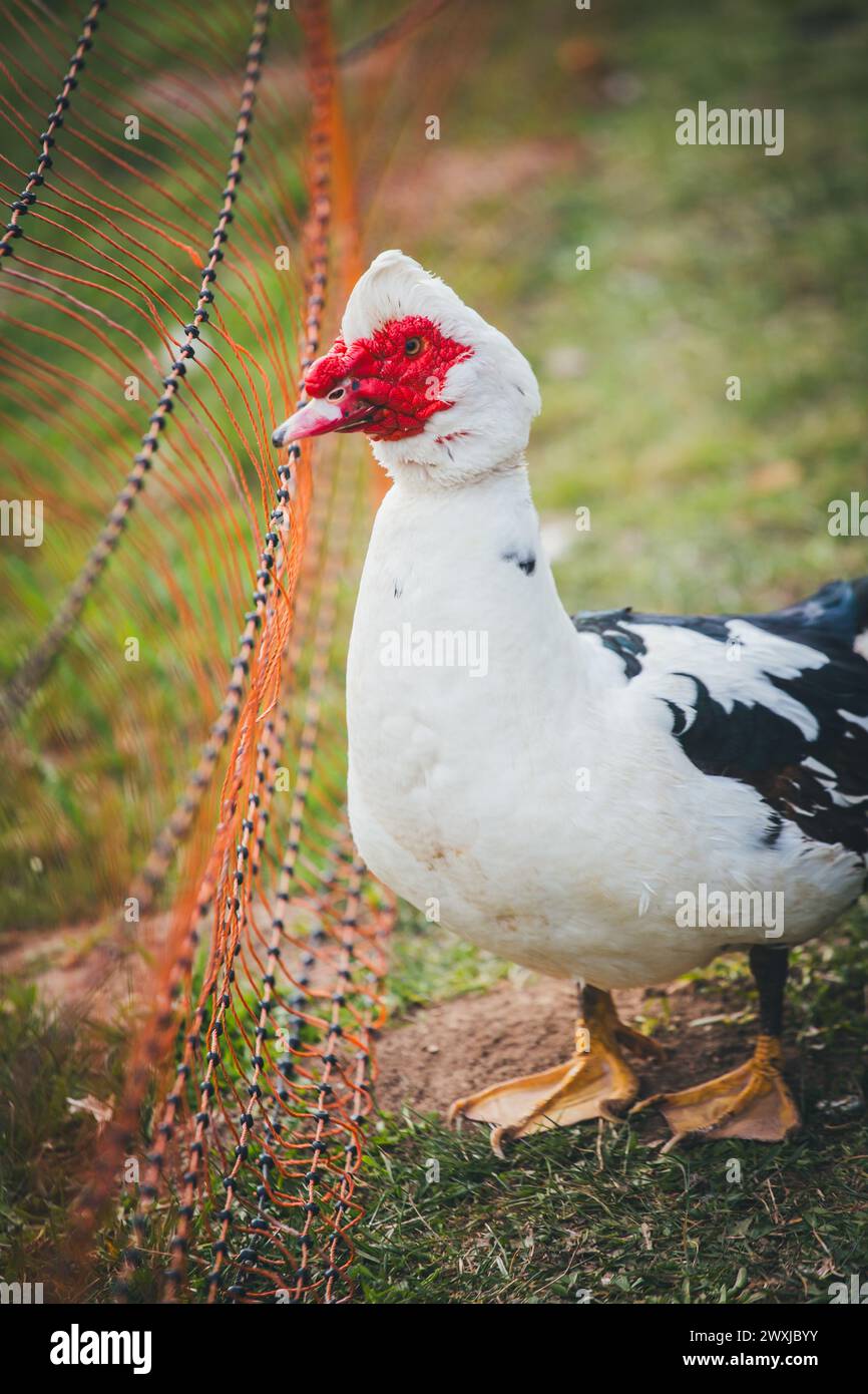 White mallard duck hi-res stock photography and images - Alamy
