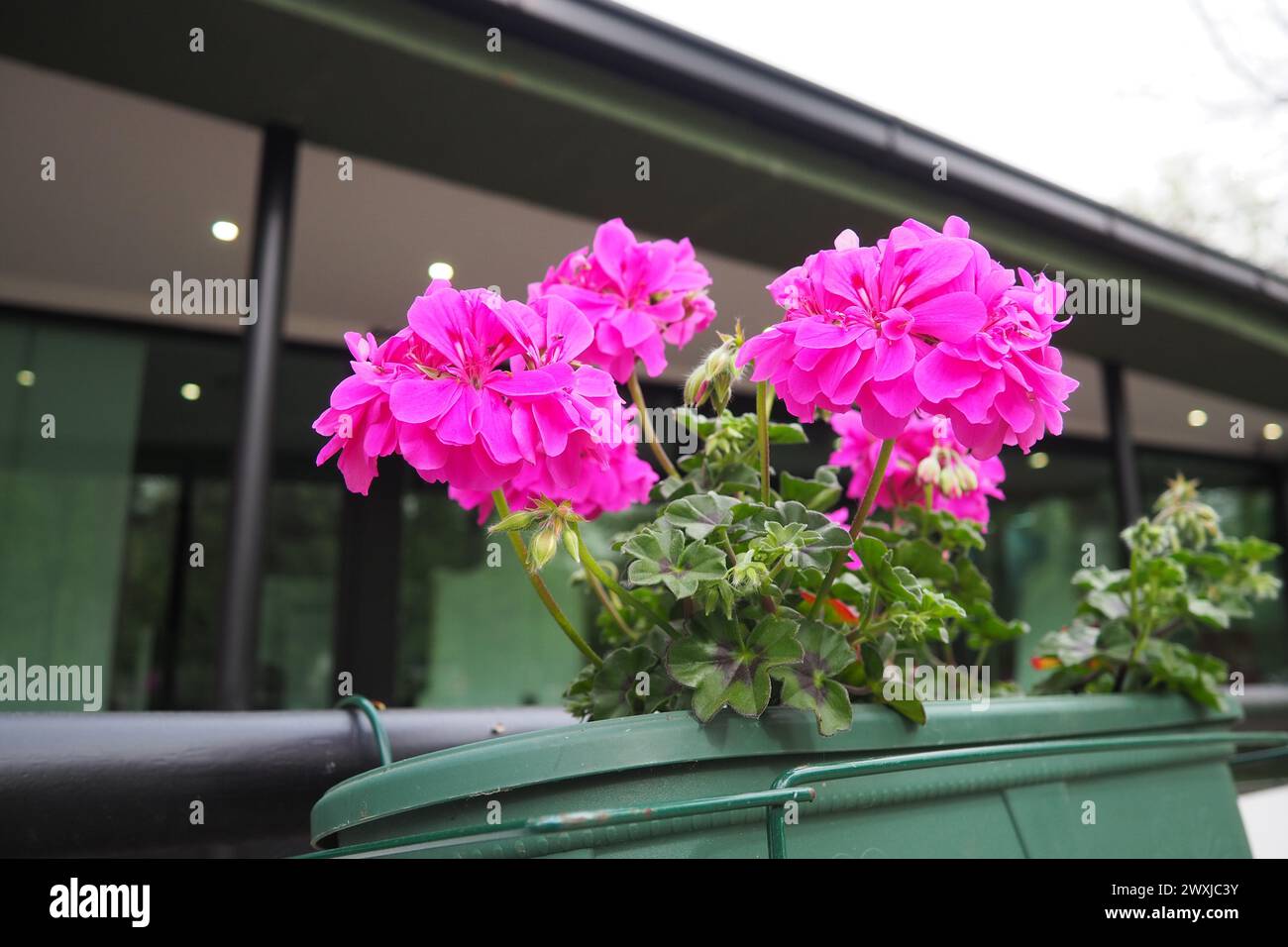 Magenta pink zonal geraniums in design. Pelargonium peltatum is species ...