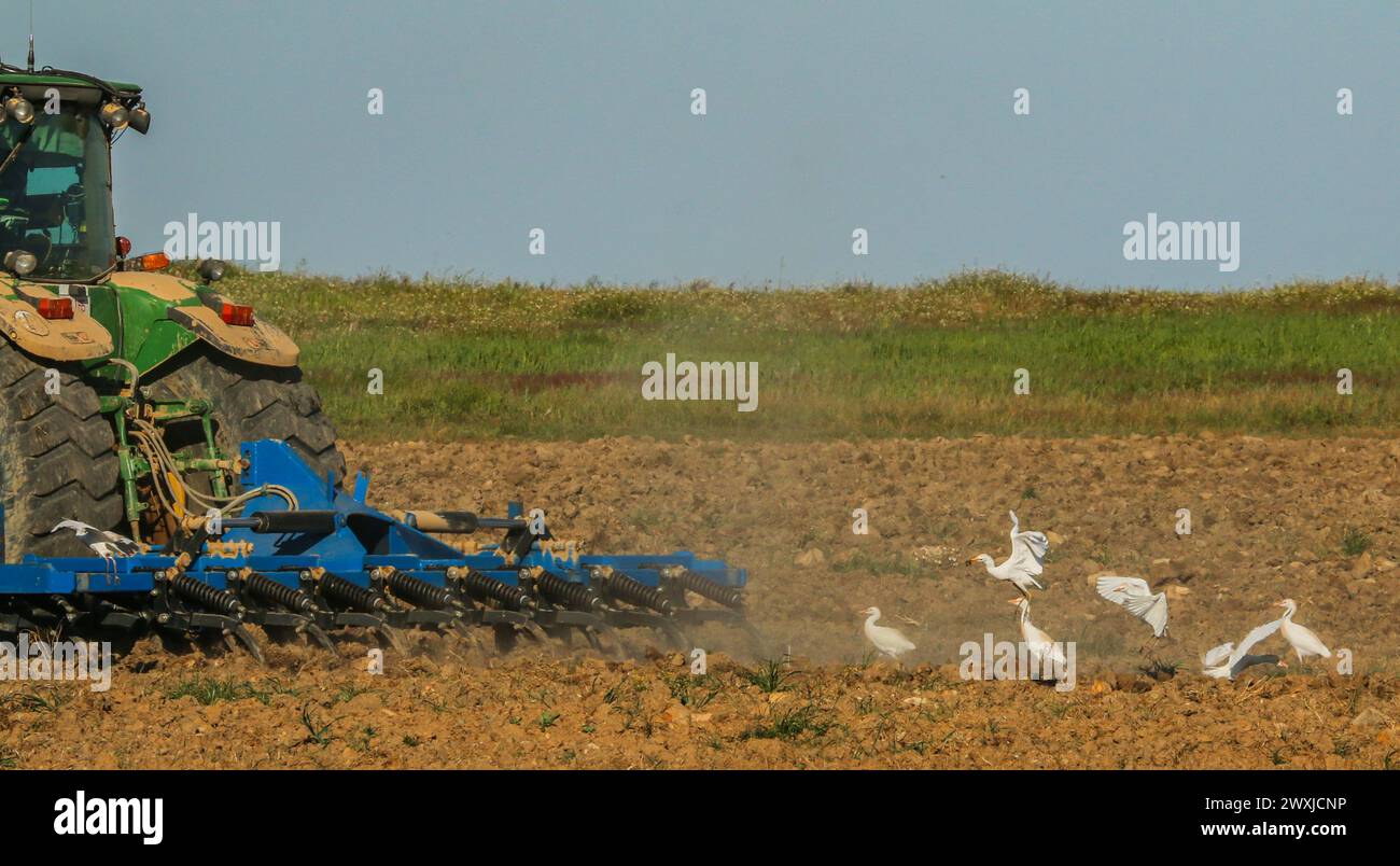 Cattle egrets catching insects behind the tractor in Portugal Stock ...