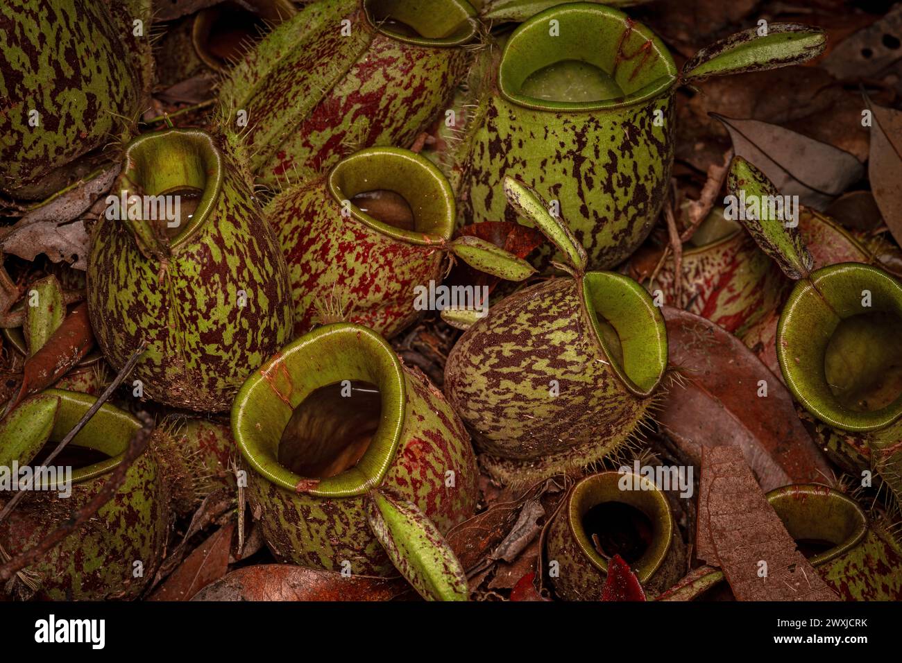 Image of a unique semi-detritivorous pitcher plant commonly known as ...