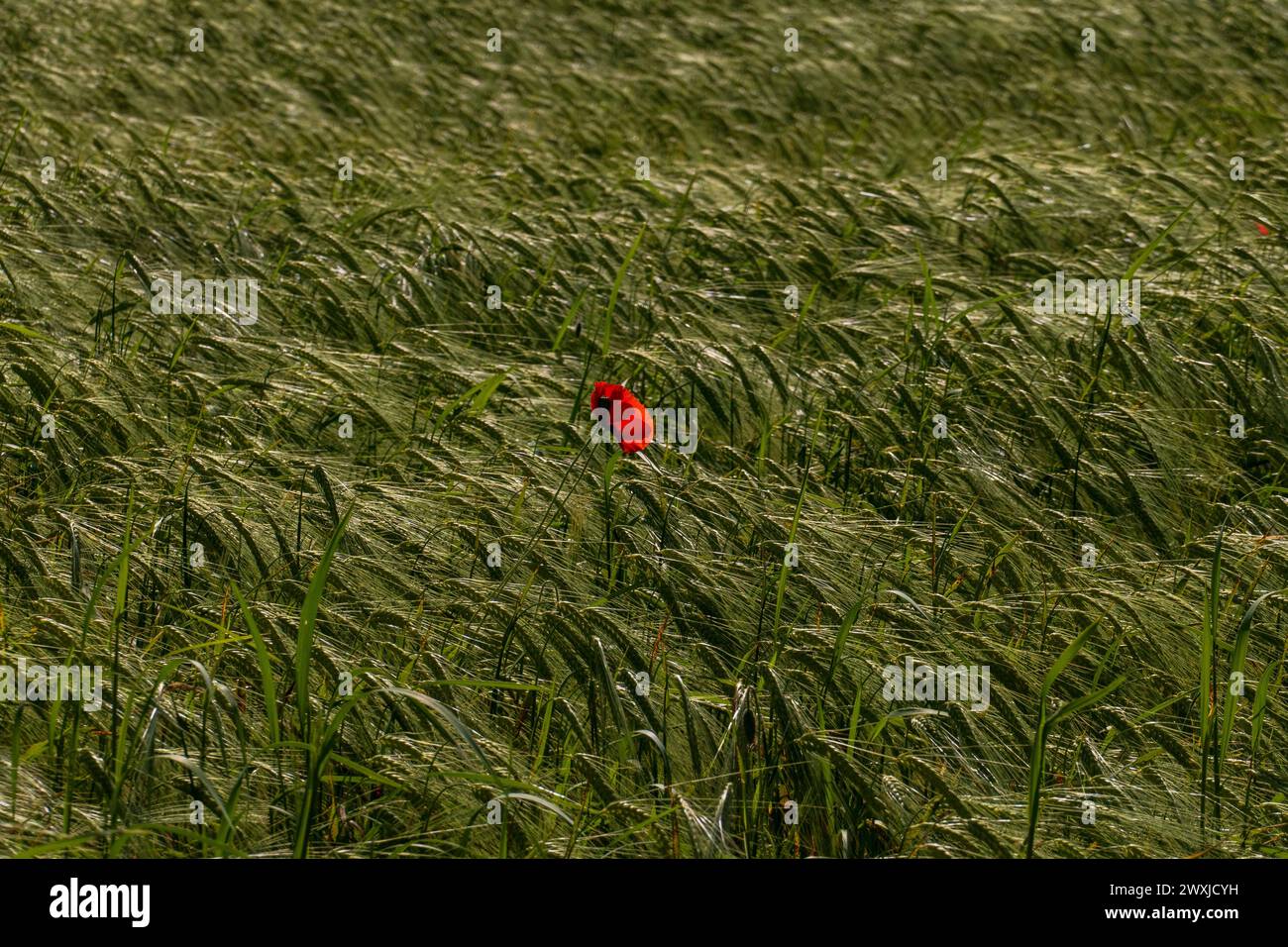 Getreide sammeln hi-res stock photography and images - Alamy